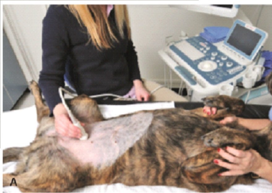 Ultrassonografia de urolitíase em bexiga urinária e uretra de cães