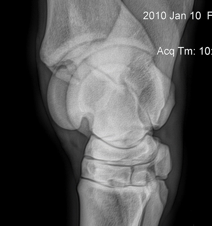 Osteocondrose em Equinos